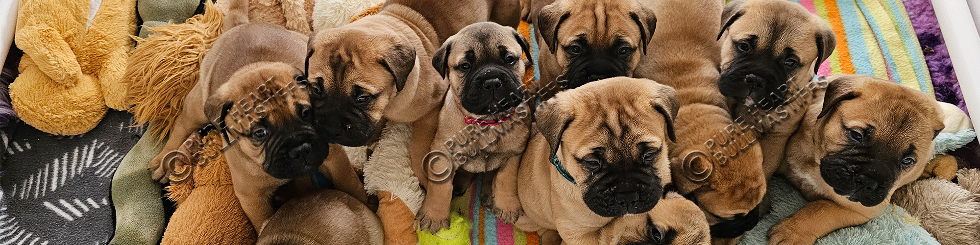 Puppy Purchase Process – Pure Heart Bullmastiffs